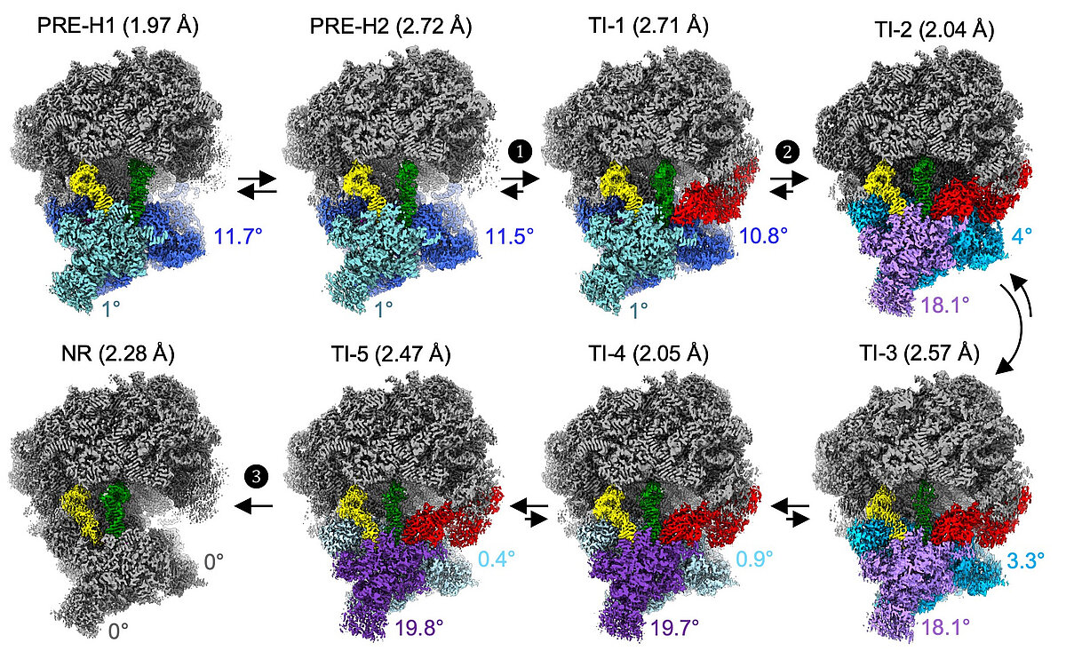Les structures au niveau atomique montrent comment la fidélité est maintenue dans la synthèse ...