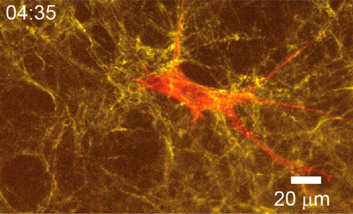 Un tableau de bord pour étudier le déplacement des cellules | IGBMC