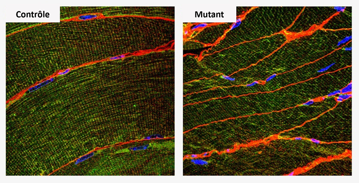 Le récepteur des androgènes coordonne les fonctions métaboliques et contractiles des muscles du ...
