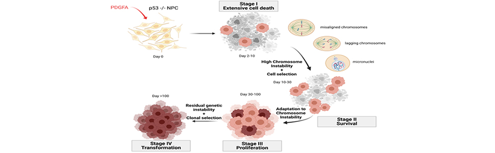 Mechanisms Underlying the Transformation of Neural Progenitor Cells (NPCs) in Platelet-Derived ...