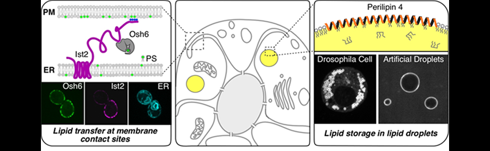Intrinsically disordered proteins in lipid storage and lipid transfer | IGBMC