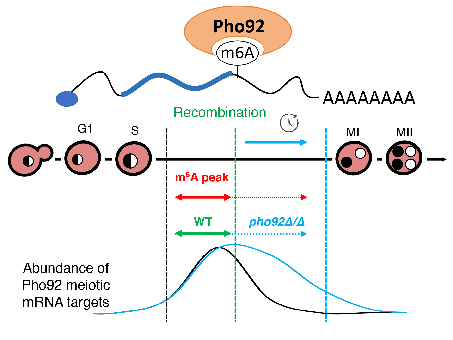 Pho92 binds m6A residues to modulate messenger RNA levels and control meiotic recombination | IGBMC