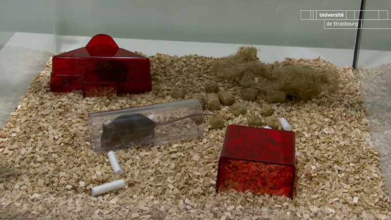MouseTube, the database of mouse vocalizations | IGBMC