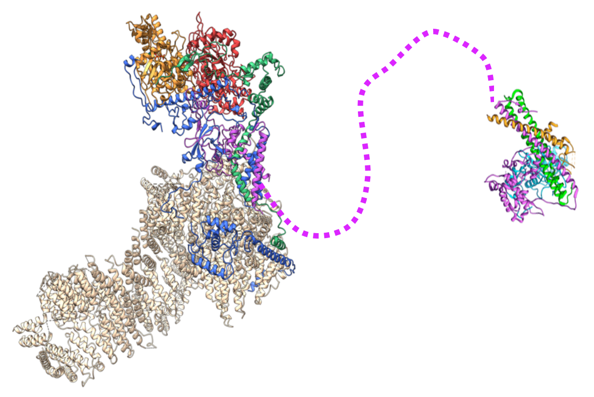 La structure du complexe NuA4/Tip60 révèle le mécanisme et l'importance ...