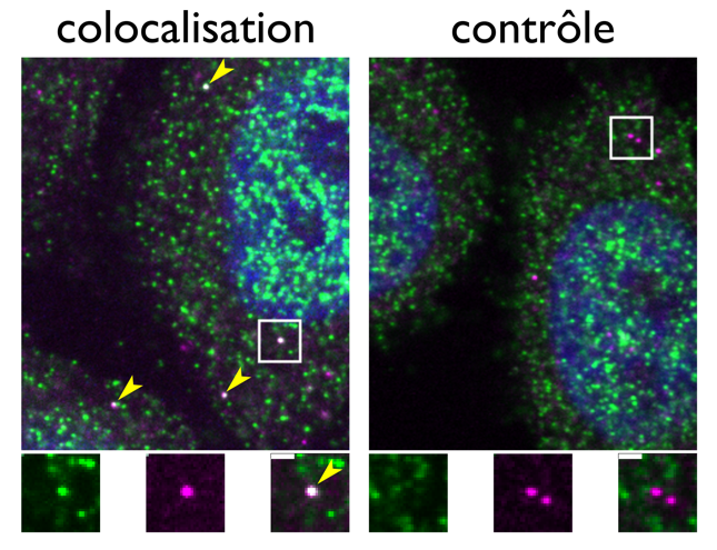 Quand la construction des complexes protéiques et la synthèse des ...