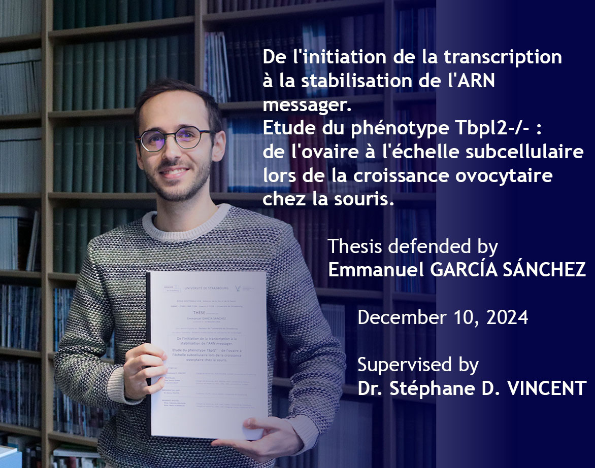 Félicitations à Emmanuel GARCÍA SÁNCHEZ pour l'acceptation de sa thèse ! | IGBMC